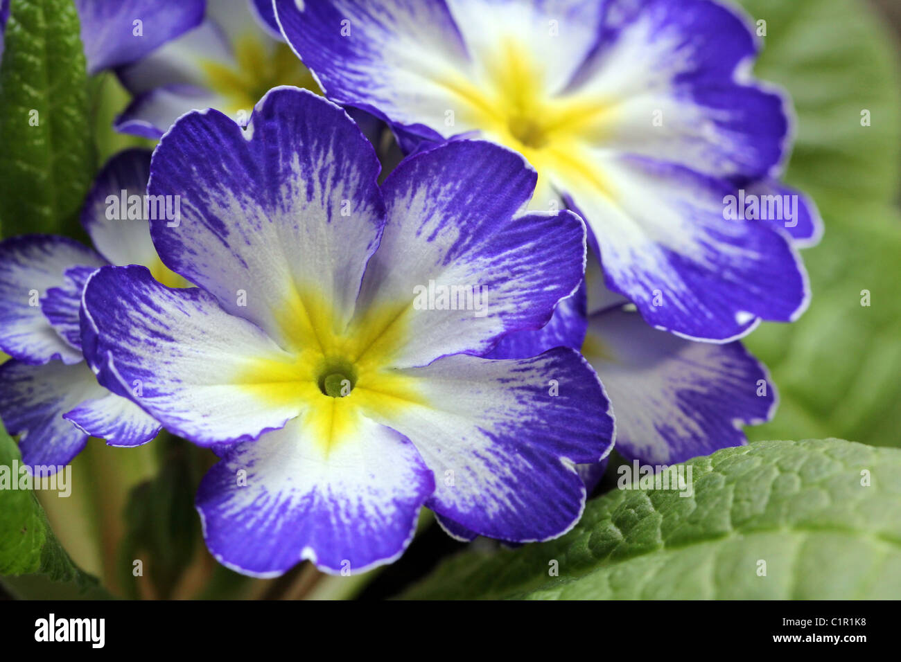 Blaue primel -Fotos und -Bildmaterial in hoher Auflösung – Alamy