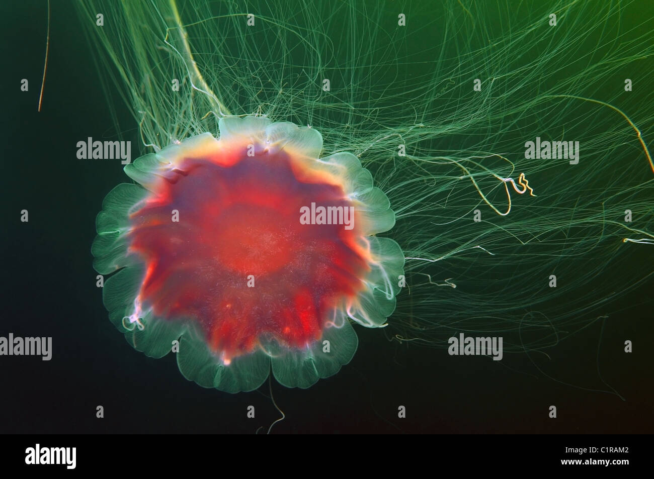 Cyanea arctica -Fotos und -Bildmaterial in hoher Auflösung – Alamy