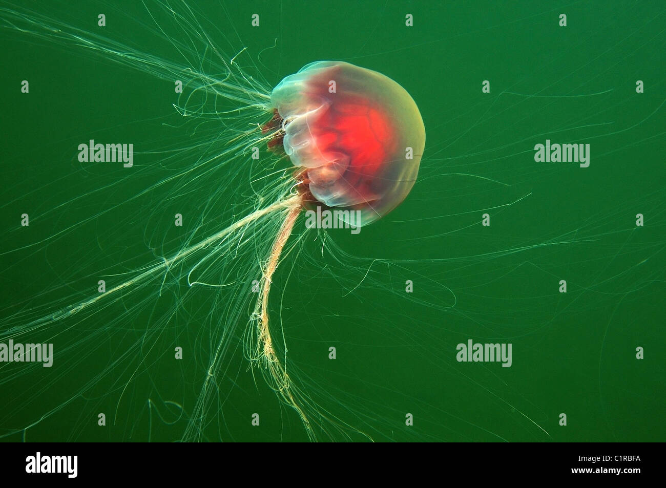 Cyanea arctica -Fotos und -Bildmaterial in hoher Auflösung – Alamy