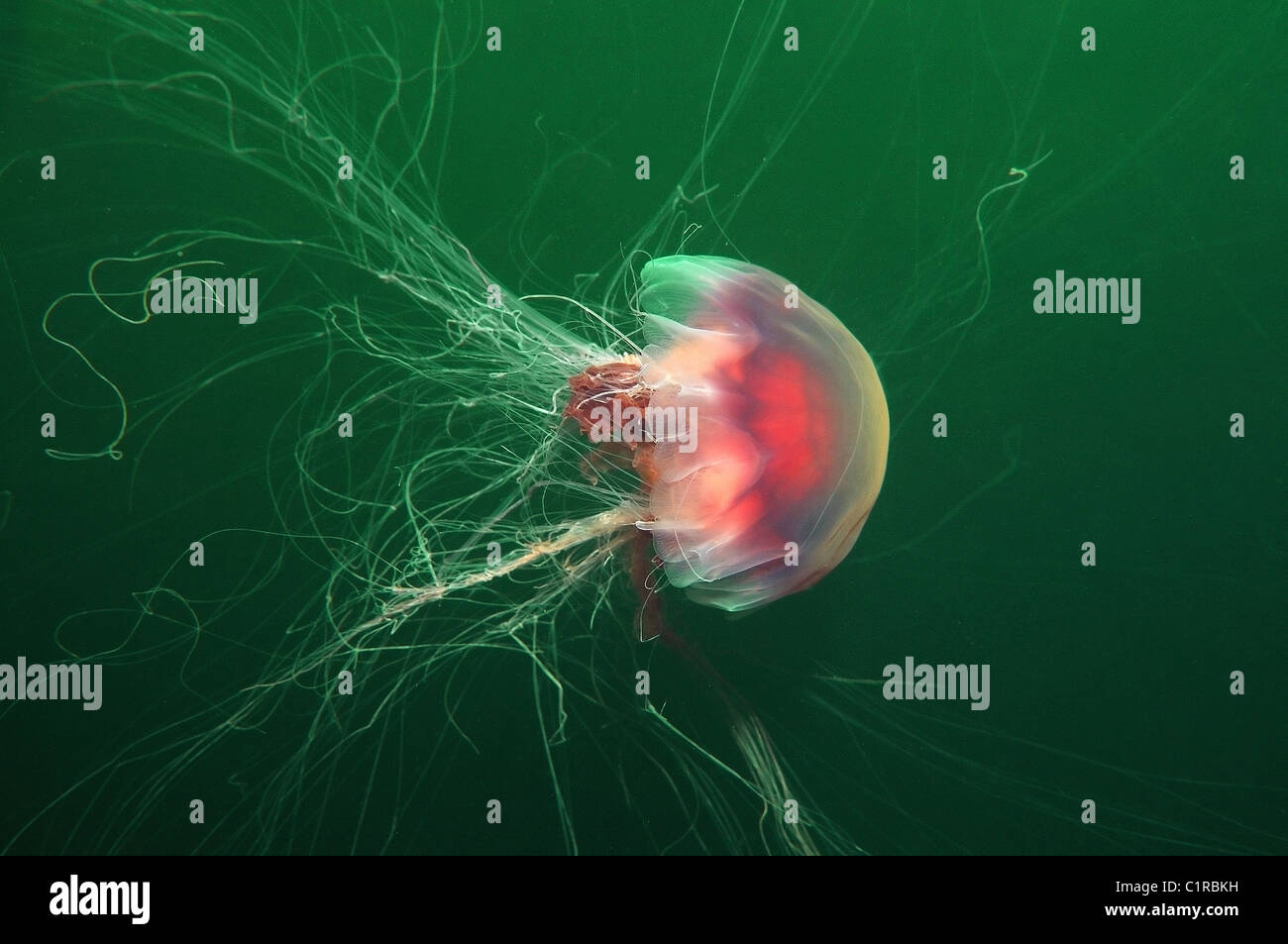 Cyanea arctica -Fotos und -Bildmaterial in hoher Auflösung – Alamy