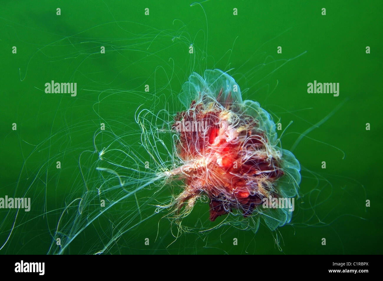 Cyanea arctica -Fotos und -Bildmaterial in hoher Auflösung – Alamy