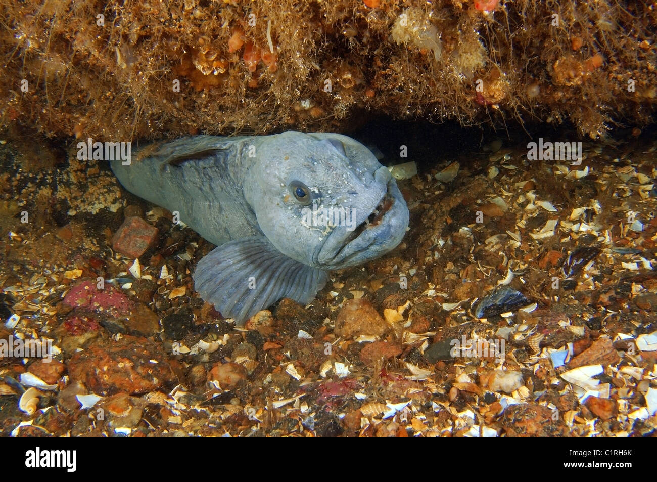 Atlantic wolffish -Fotos und -Bildmaterial in hoher Auflösung – Alamy