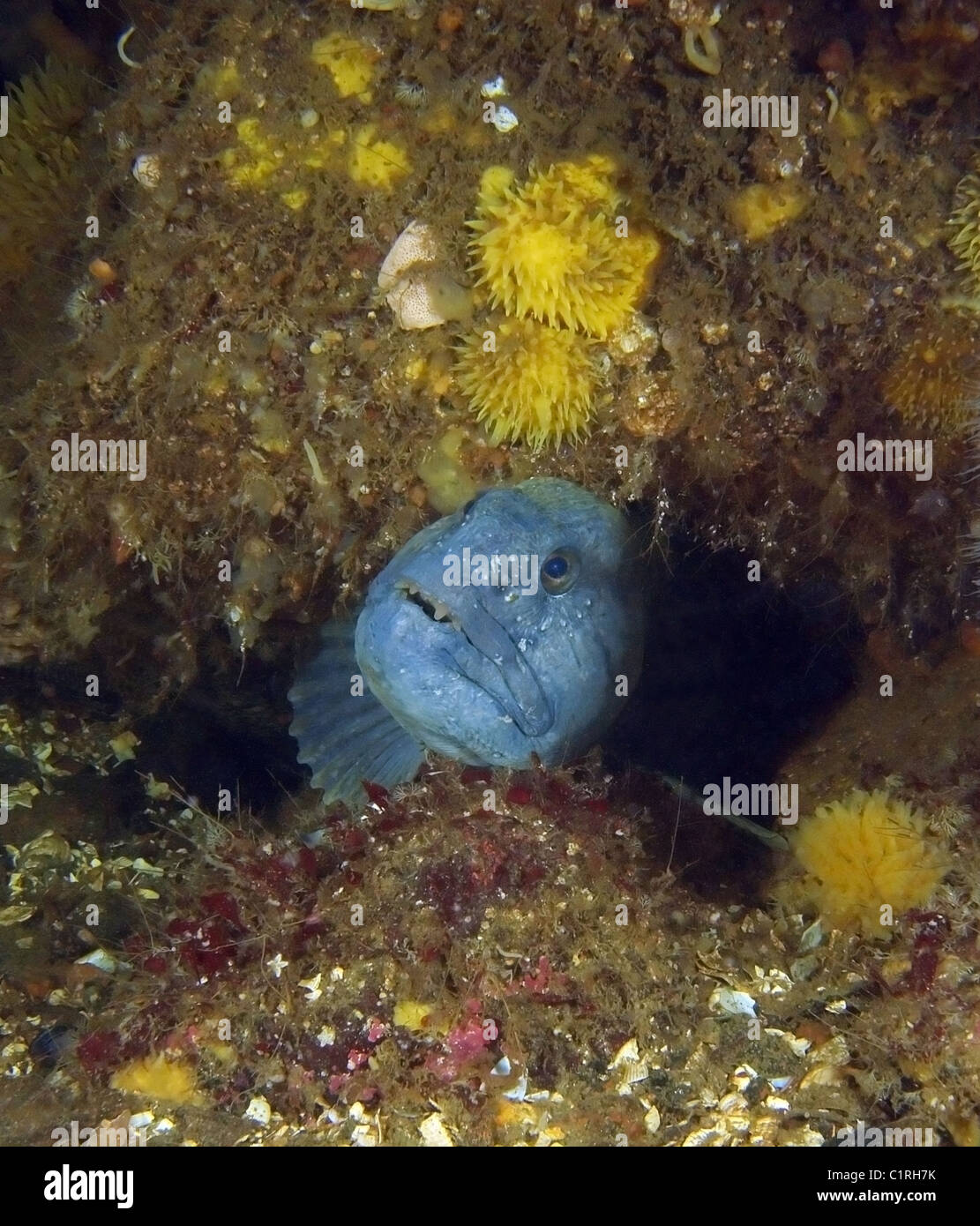 Atlantic Katfisch, Atlantic Wels, Seawolf, Ozean-Wels, Teufel Fisch ...