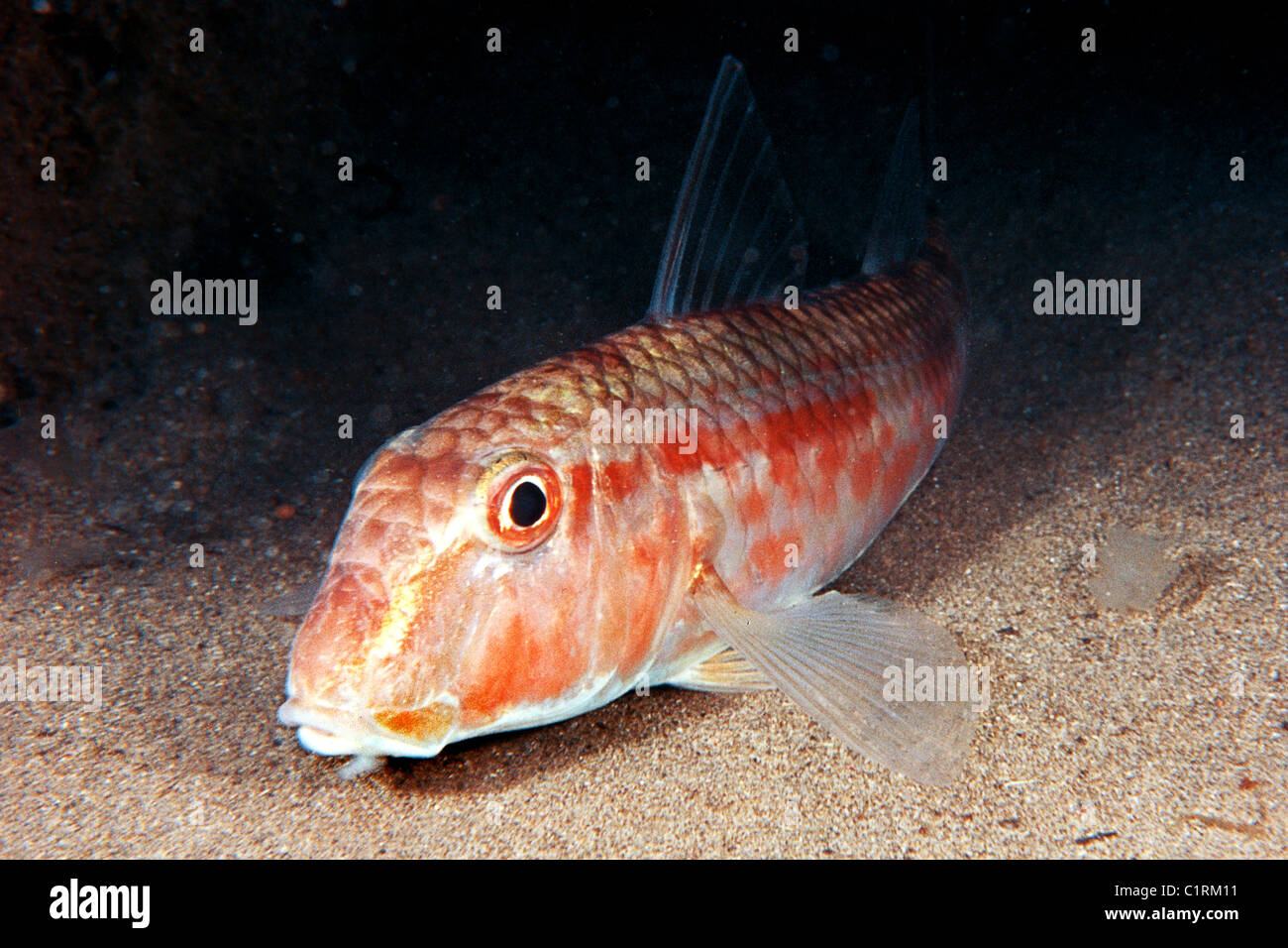 Rouget barbet fisch -Fotos und -Bildmaterial in hoher Auflösung – Alamy