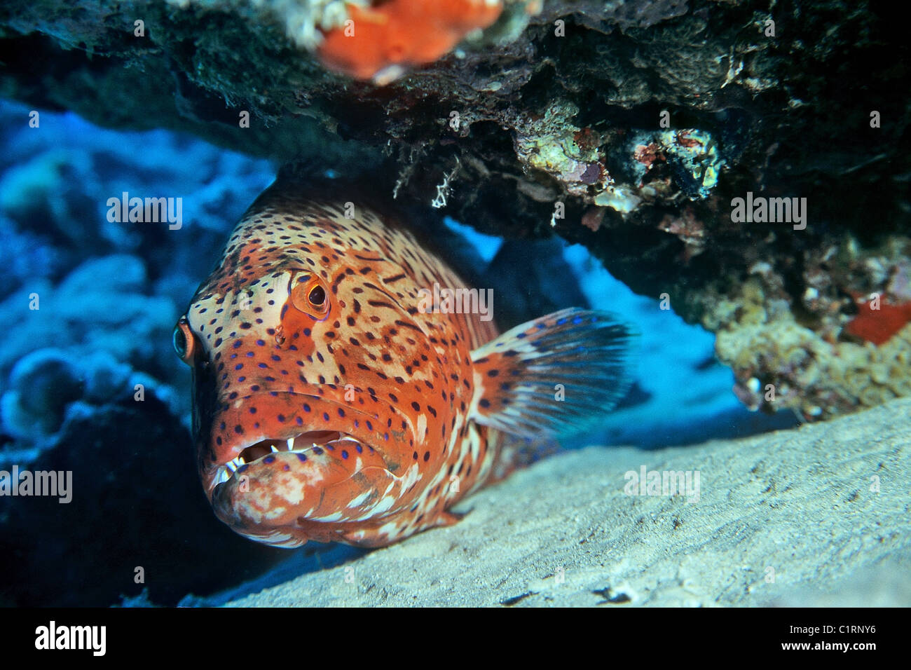 Leopard kabeljau -Fotos und -Bildmaterial in hoher Auflösung – Alamy
