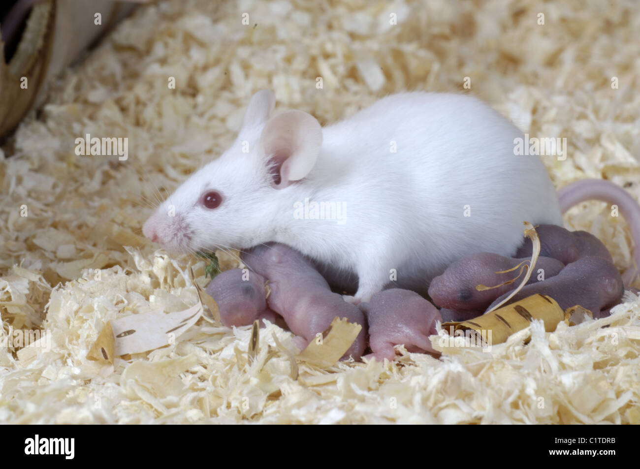 Baby maus -Fotos und -Bildmaterial in hoher Auflösung – Alamy