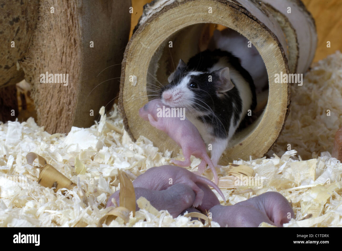 Baby maus -Fotos und -Bildmaterial in hoher Auflösung – Alamy