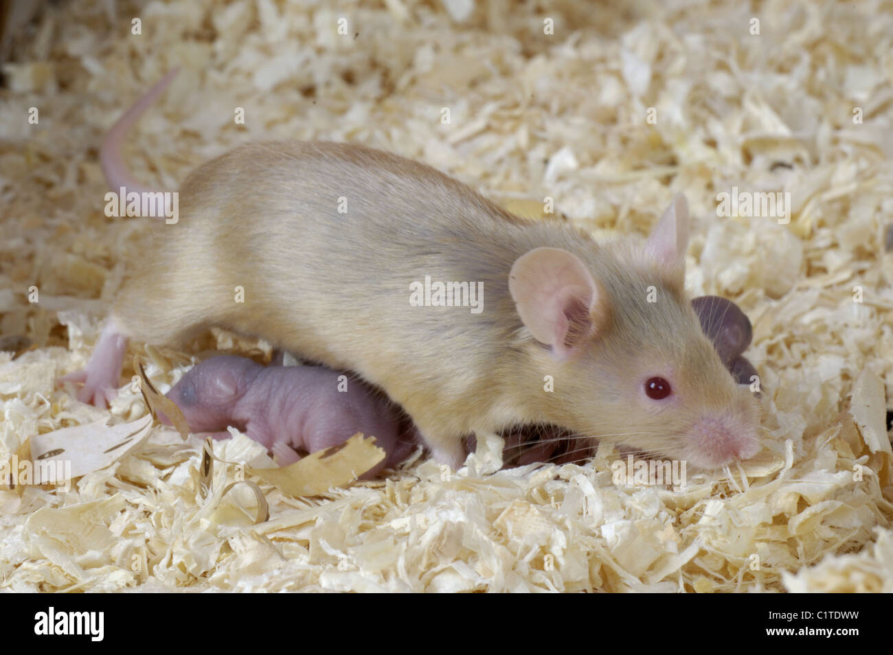 Baby Maus Stockfotos und -bilder Kaufen - Alamy