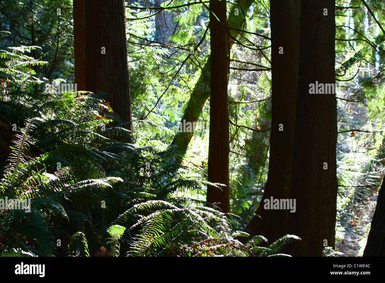 Rot-Zeder-Wald mit Sonne auf dichten grünen Farn Bodendecker, Unterholz ...