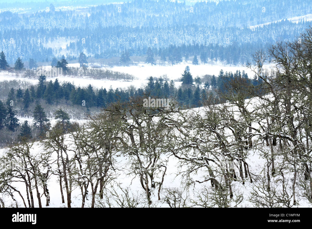 Winter tal und nadelwald waldlandschaft -Fotos und -Bildmaterial in ...