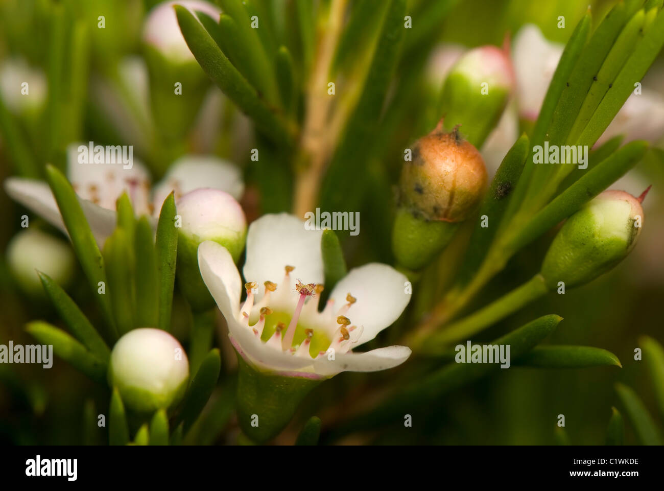 Chamelaucium uncinatum -Fotos und -Bildmaterial in hoher Auflösung – Alamy