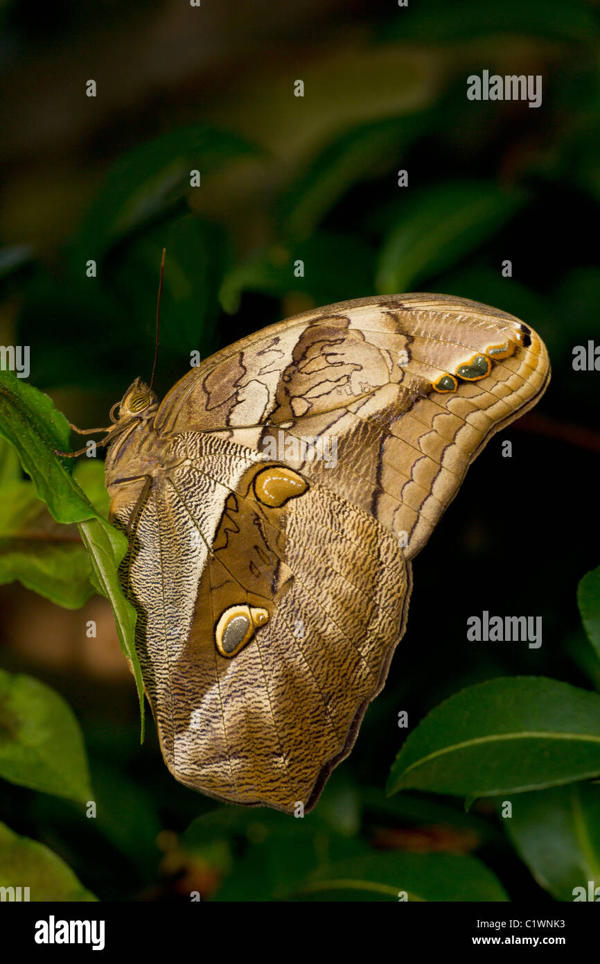 Eryphanis polyxena -Fotos und -Bildmaterial in hoher Auflösung – Alamy
