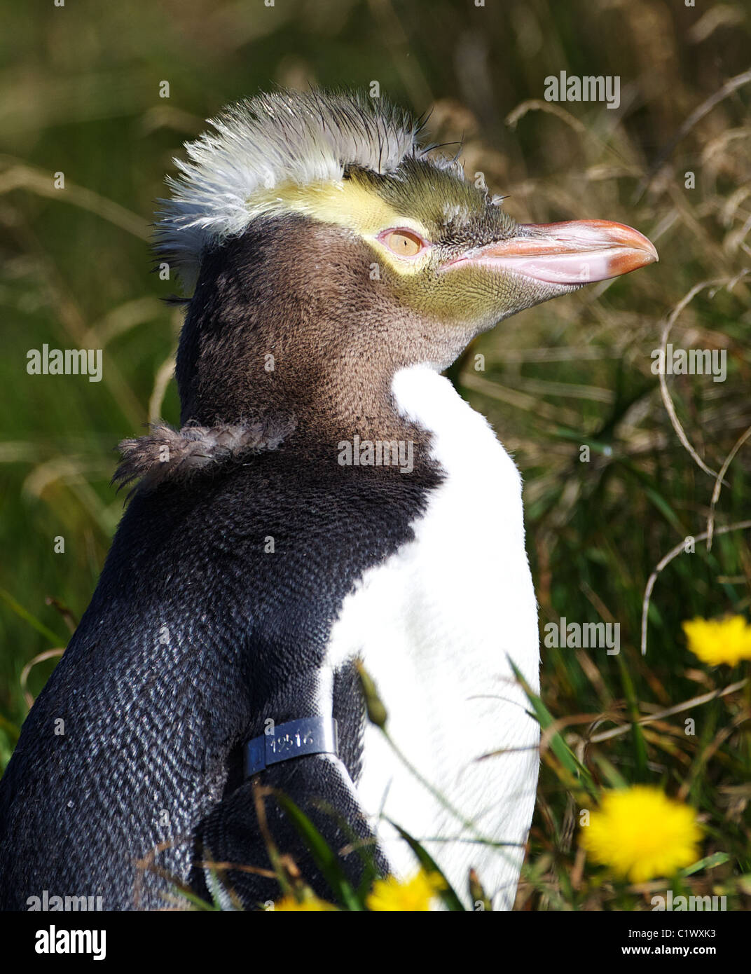 PUNK-PINGUIN... Ein Mauser yellow eyed Pinguin sieht ein Bild der ...