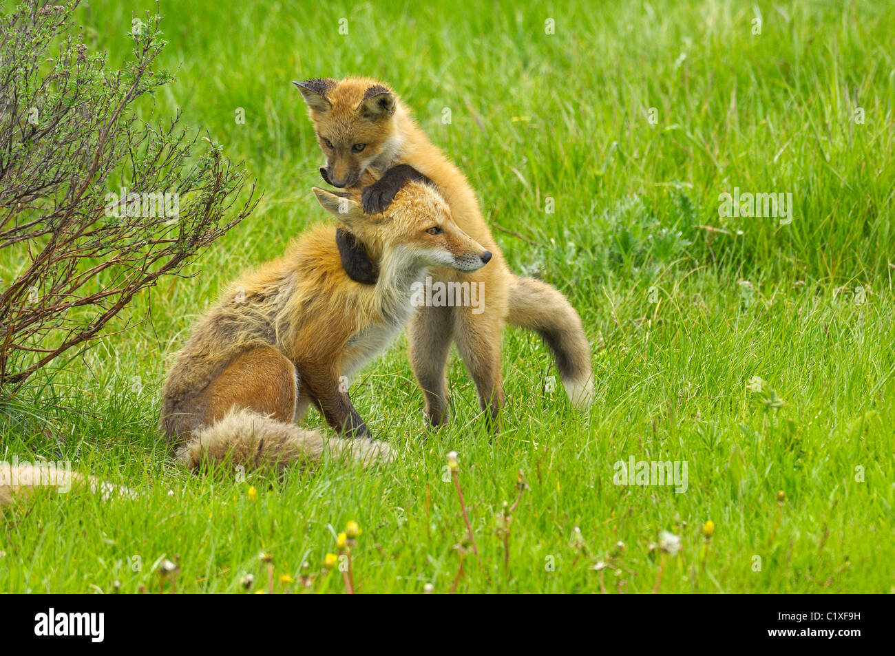 Baby-Rotfuchs greift spielerisch Mutter Fuchs Stockfotografie - Alamy