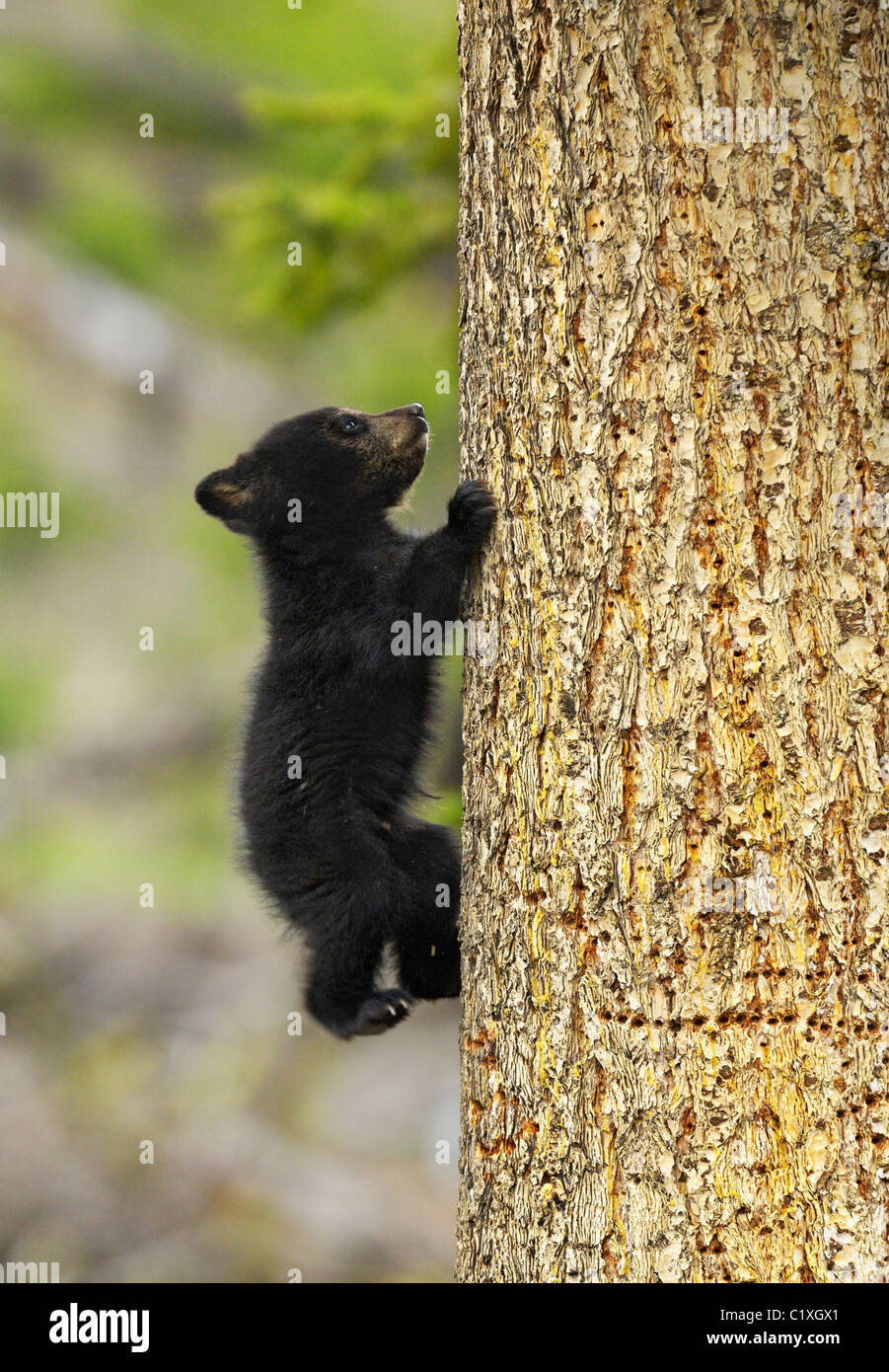 Baby tier -Fotos und -Bildmaterial in hoher Auflösung – Alamy