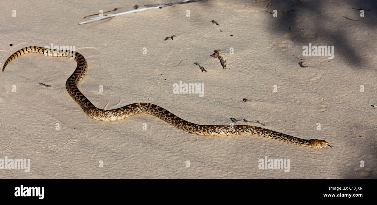 Sand snake -Fotos und -Bildmaterial in hoher Auflösung - Seite 2 - Alamy