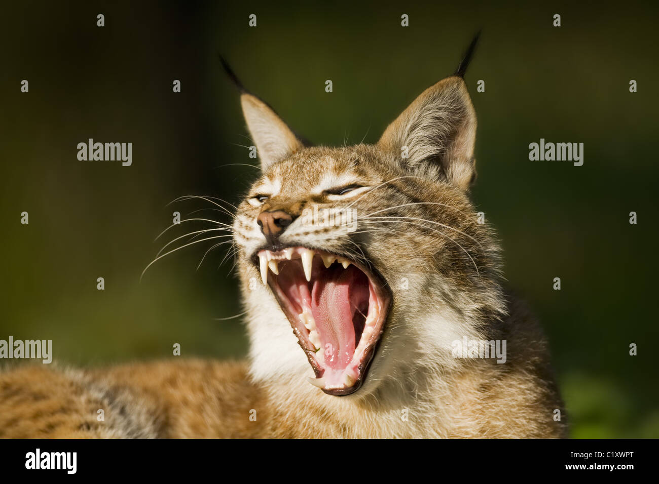 Eurasian lynx lynx lynx yawning -Fotos und -Bildmaterial in hoher ...