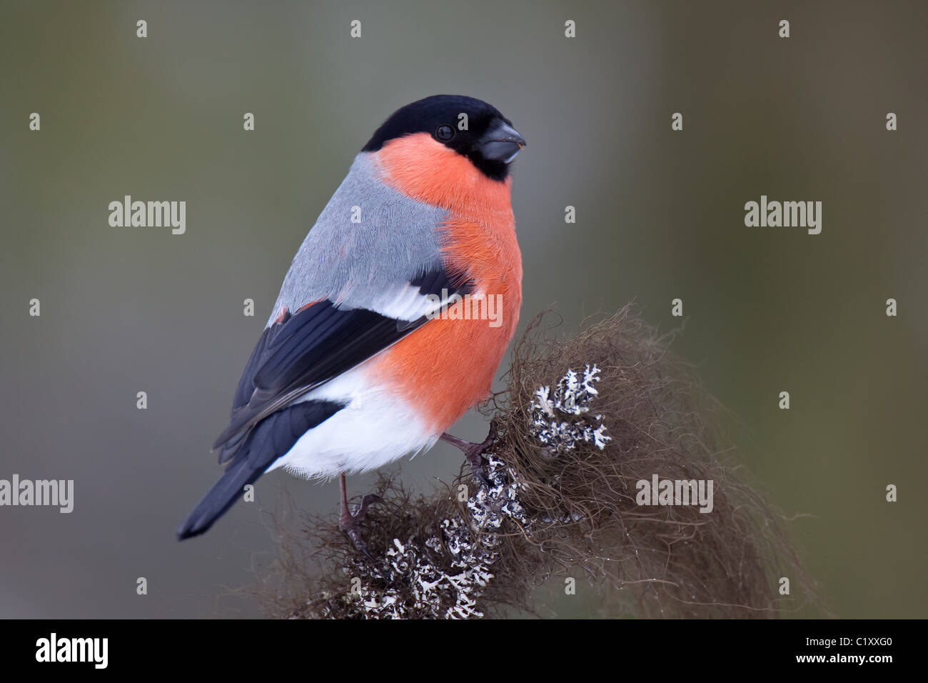 Gimpel winter -Fotos und -Bildmaterial in hoher Auflösung – Alamy