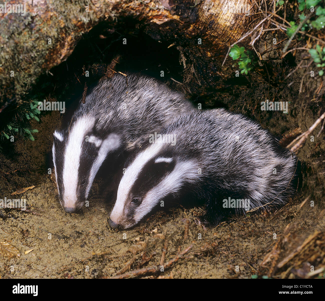 zwei junge europäische Dachse an Den / Meles Meles Stockfotografie - Alamy