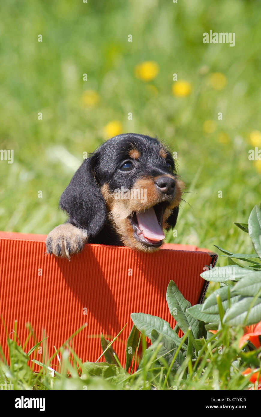 Miniatur Rauhaar Dackel Hund - Welpe im Feld Stockfotografie - Alamy