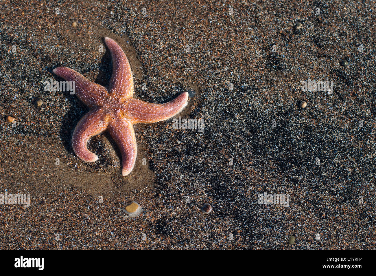 Nordsee seestern -Fotos und -Bildmaterial in hoher Auflösung – Alamy