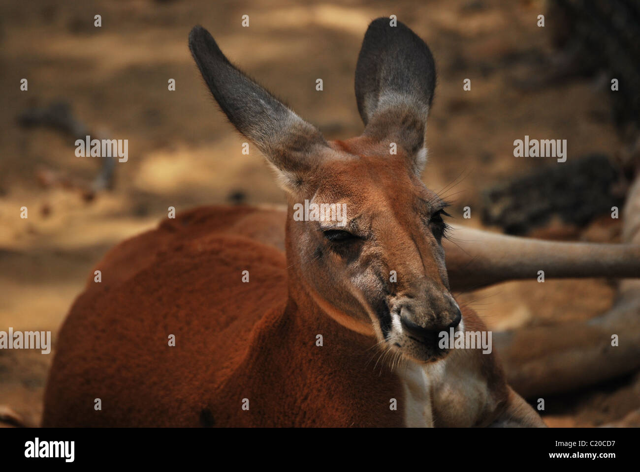 Kangaroo face -Fotos und -Bildmaterial in hoher Auflösung – Alamy