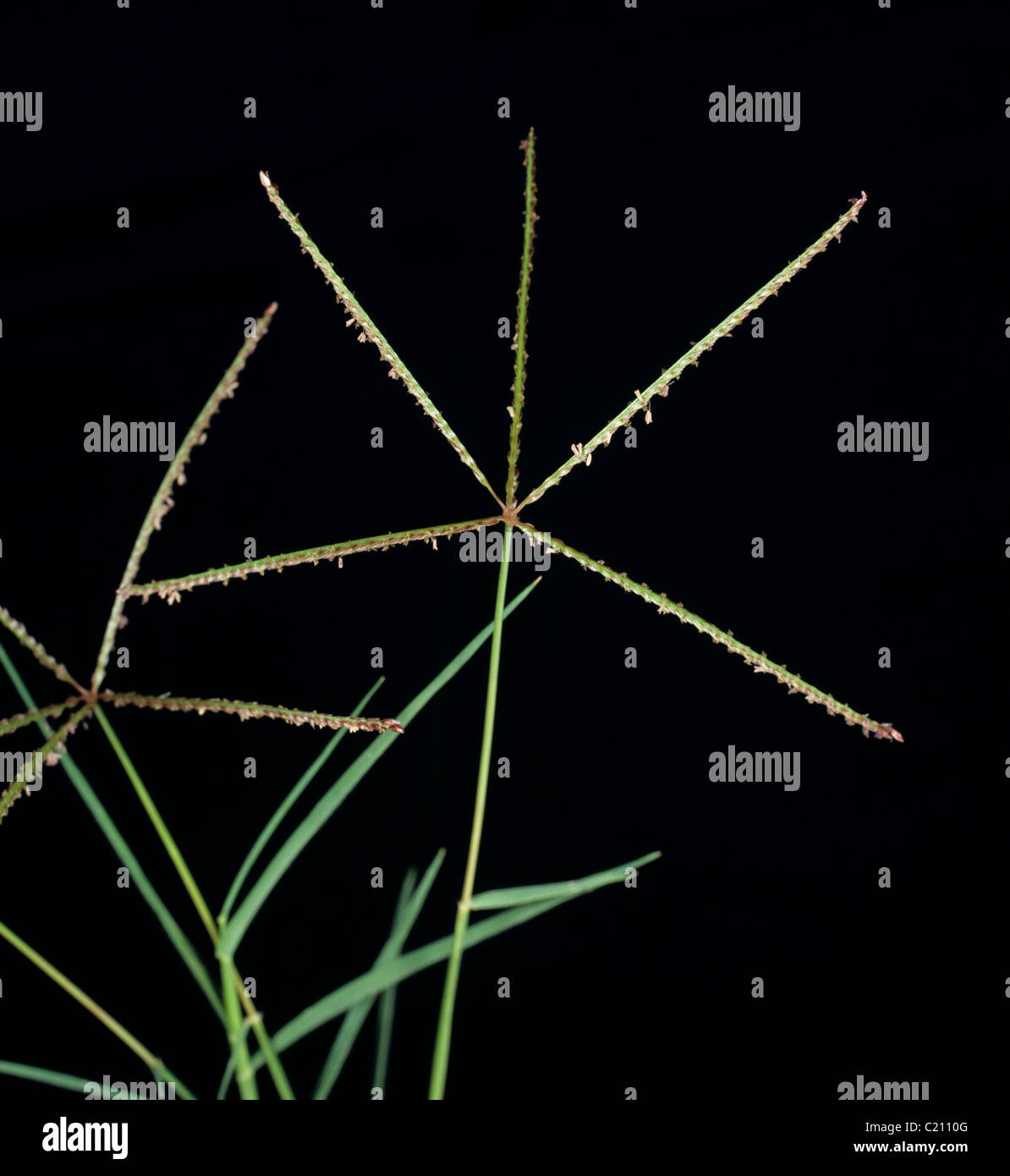 Bermuda grass cynodon dactylon grass -Fotos und -Bildmaterial in hoher ...
