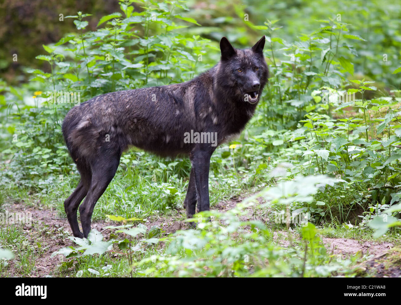 Timberwolf wolf -Fotos und -Bildmaterial in hoher Auflösung - Seite 2 ...