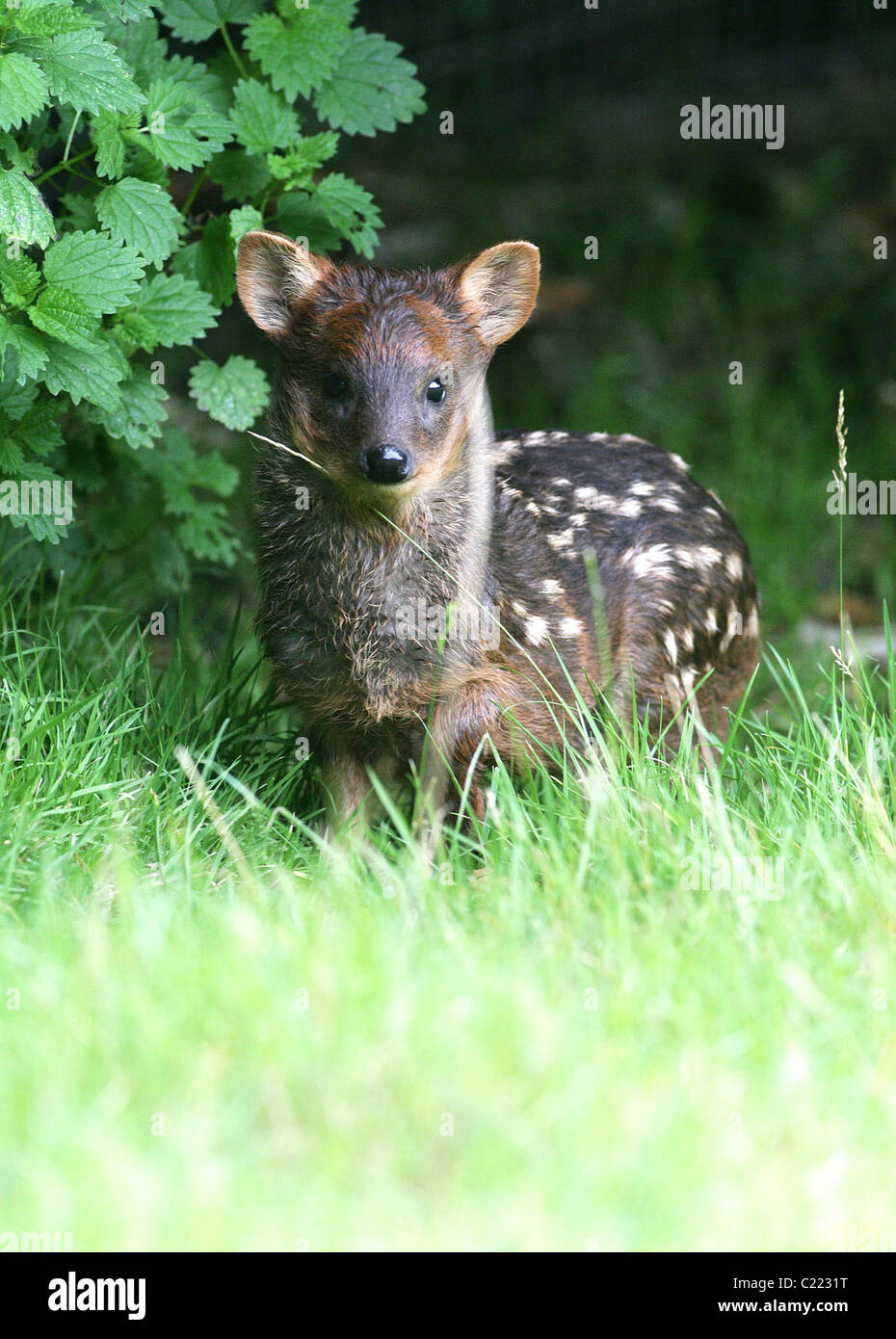 Kleinsten Hirsche Welten gebiert der Welten kleinste Hirsch, Southern ...