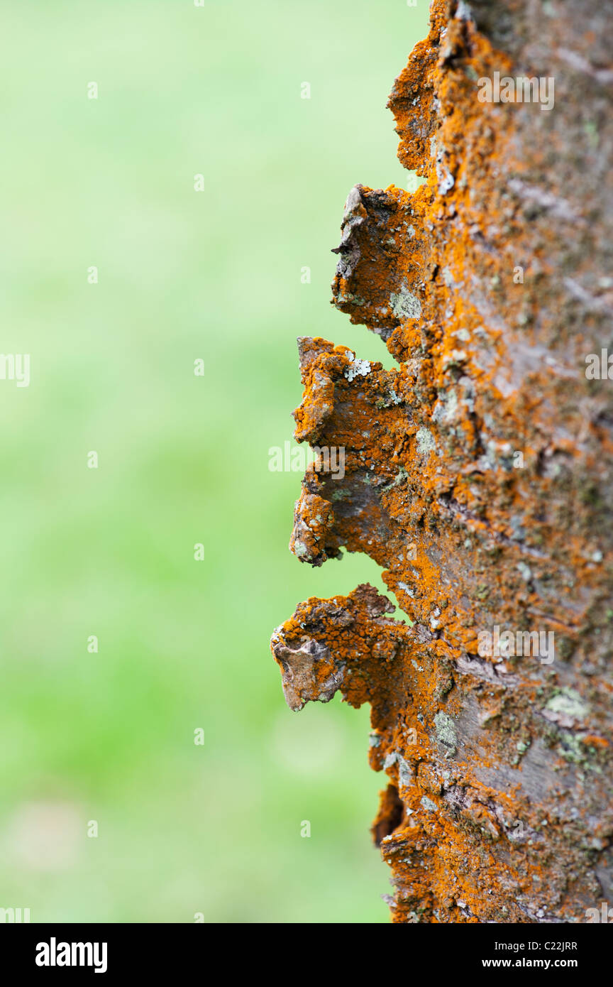 Wild Cherry Prunus Avium Trunk Stockfotos und -bilder Kaufen - Alamy