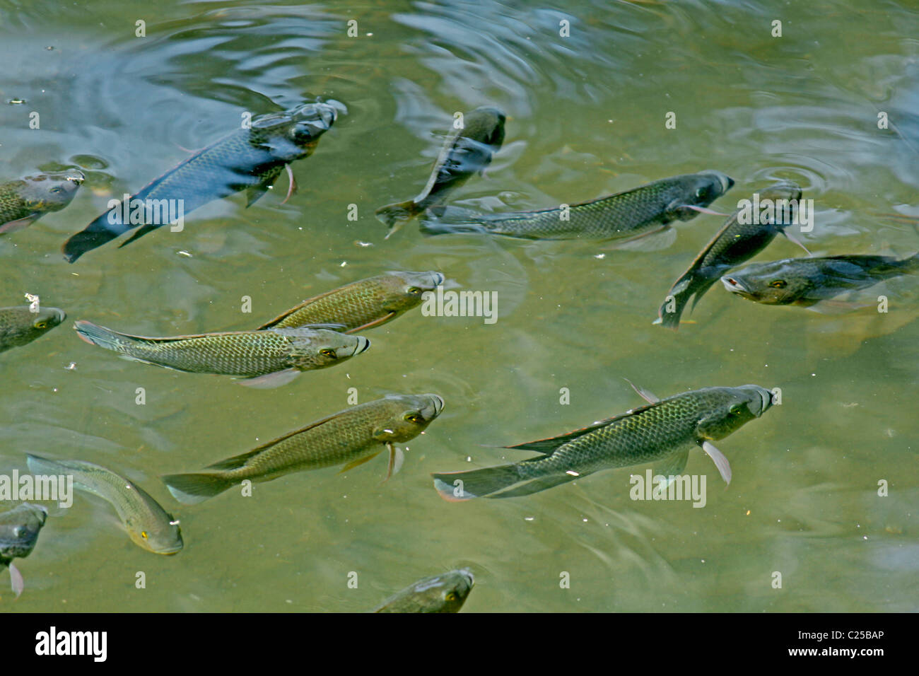 Blaue Kurper, Mosambik Tilapia, Oreochromis Mossambicus Fische im ...