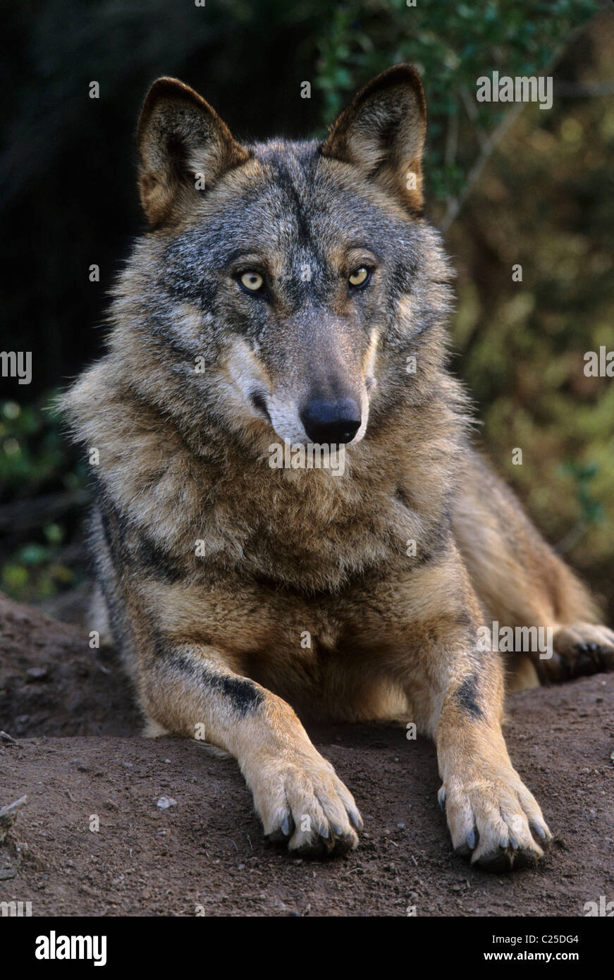 Iberian wolf erholungszentrum -Fotos und -Bildmaterial in hoher ...