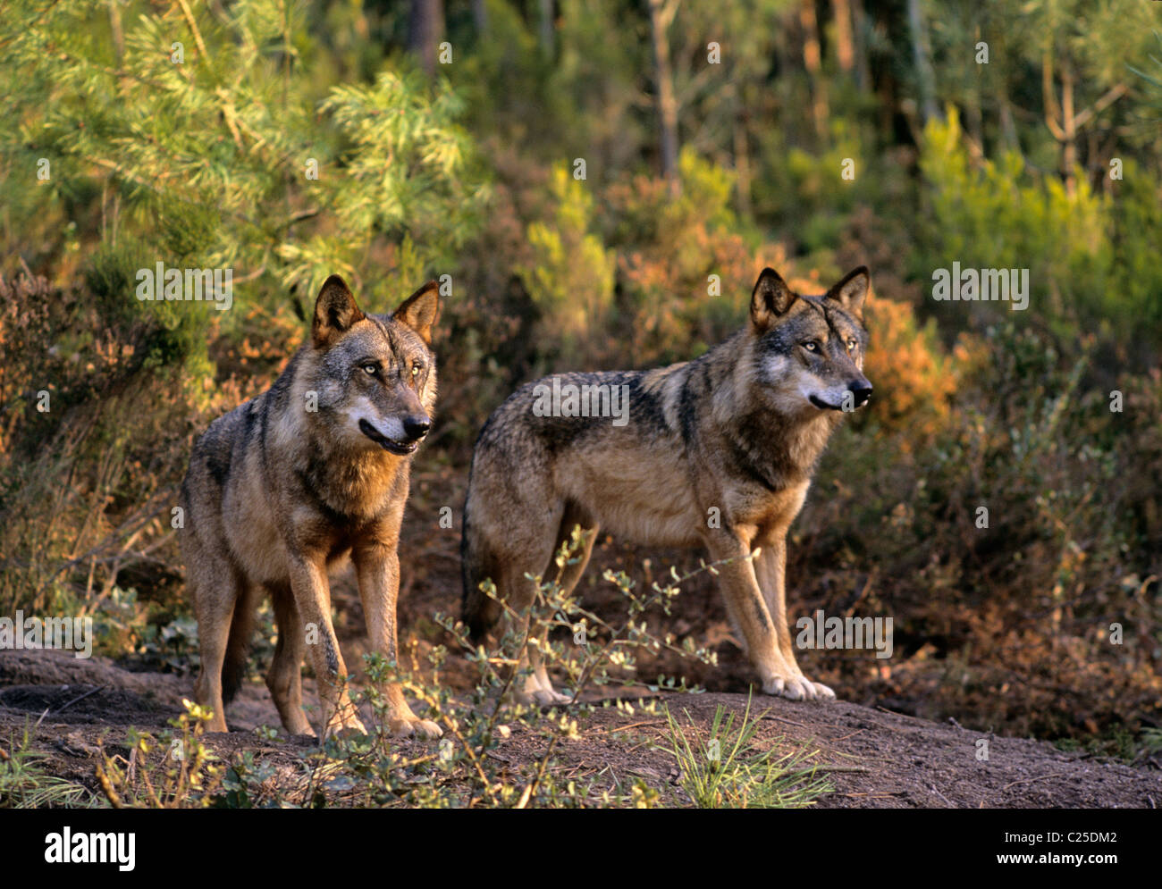 Iberian wolf erholungszentrum -Fotos und -Bildmaterial in hoher ...