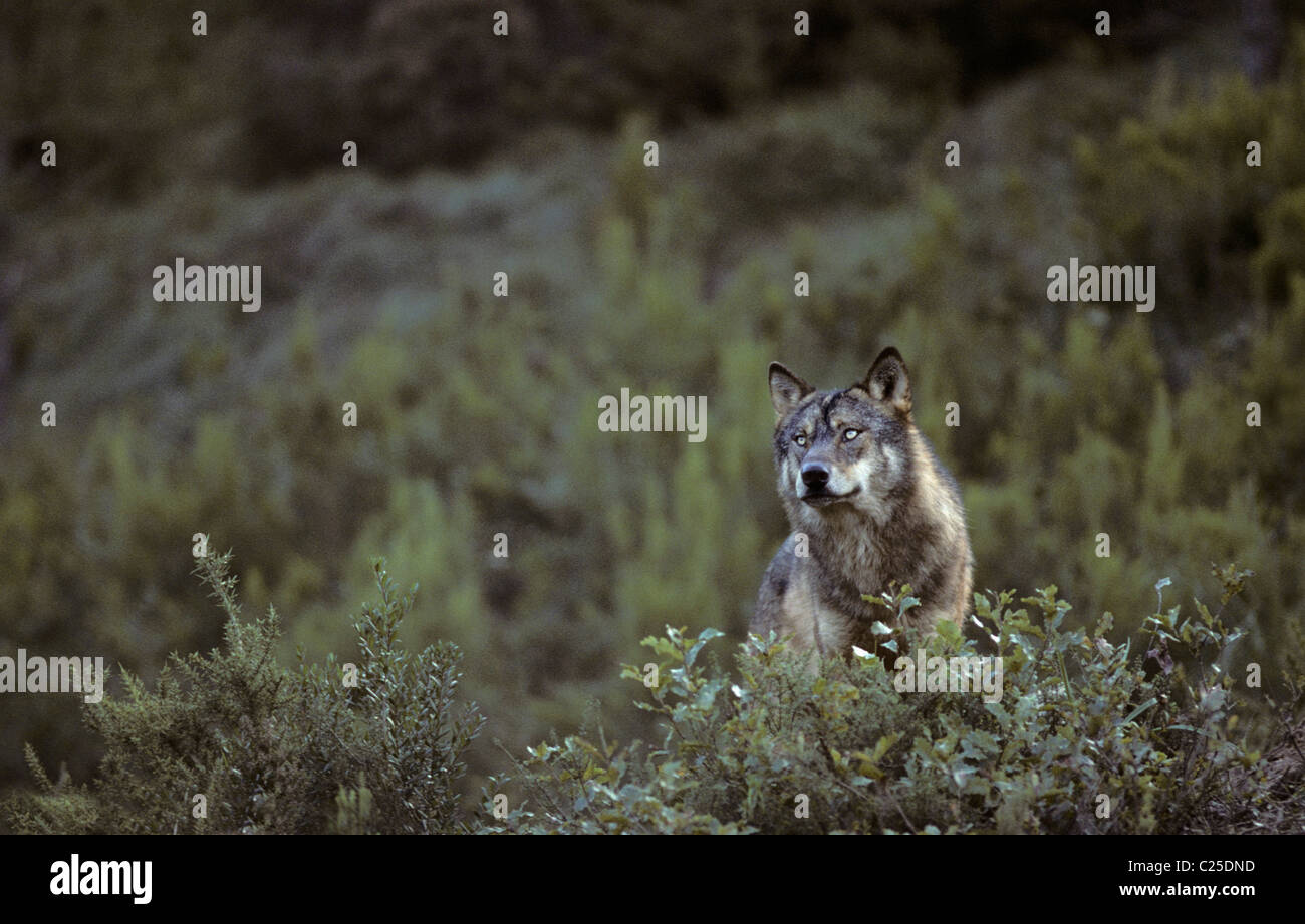 Iberian wolf erholungszentrum -Fotos und -Bildmaterial in hoher ...