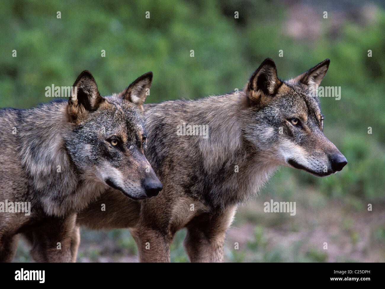 Iberian wolf erholungszentrum -Fotos und -Bildmaterial in hoher ...