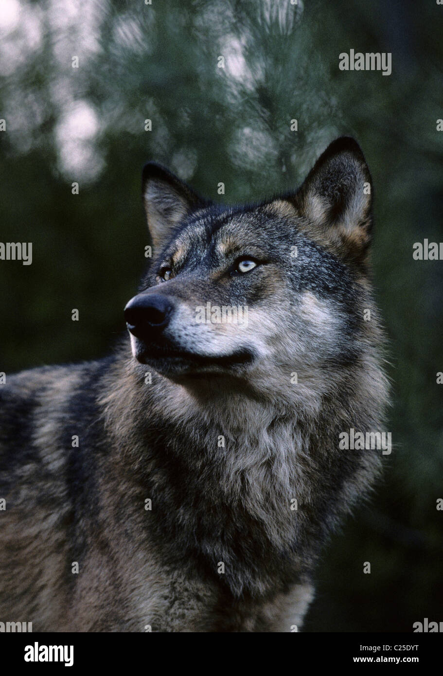 Iberian wolf erholungszentrum -Fotos und -Bildmaterial in hoher ...