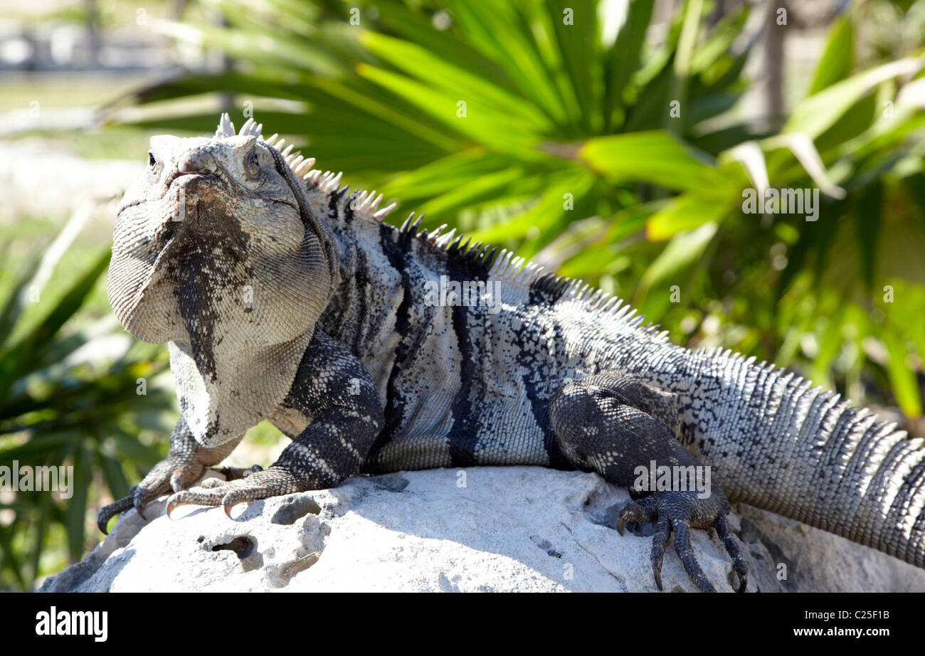 Mexikanischer leguan -Fotos und -Bildmaterial in hoher Auflösung – Alamy