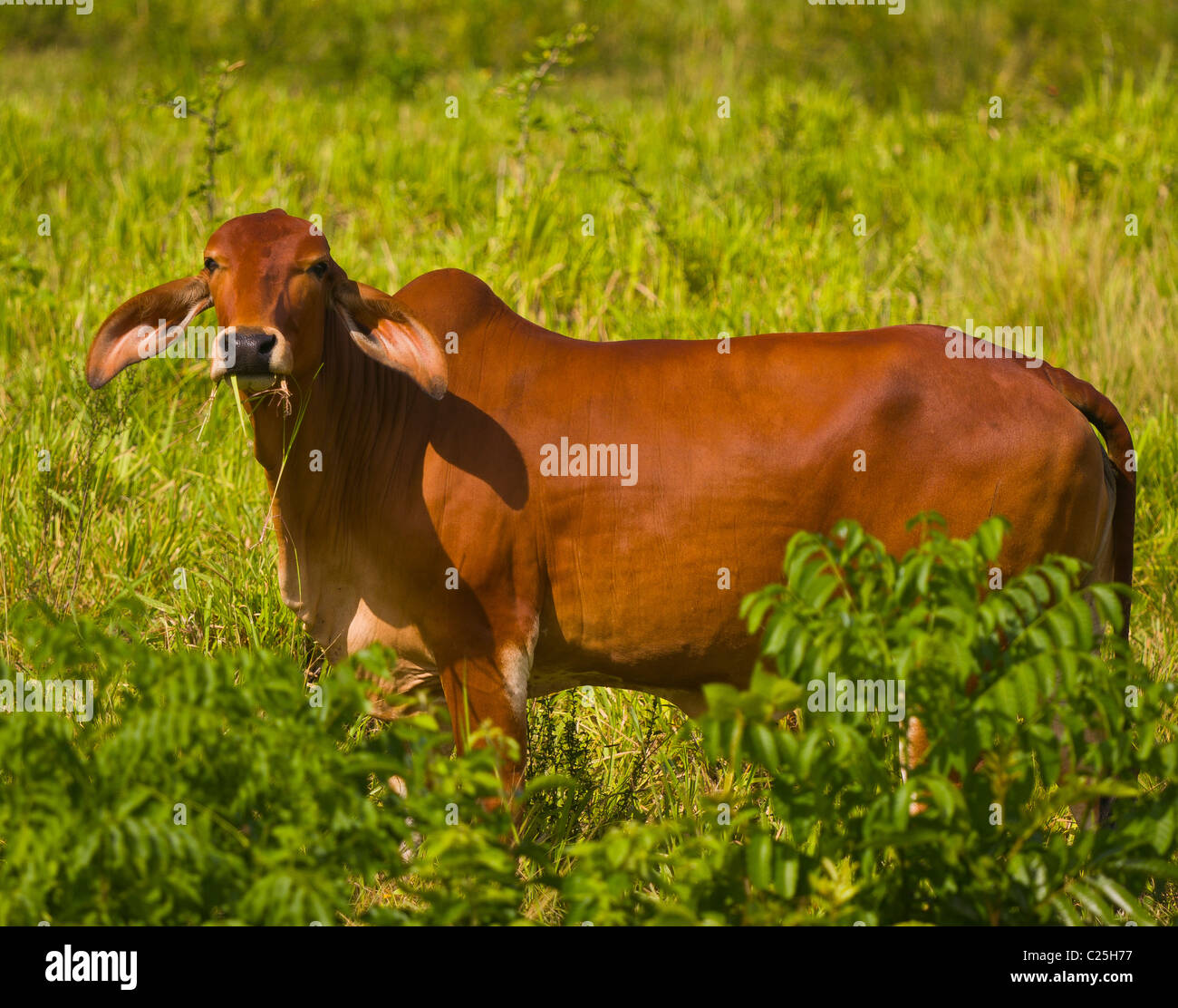 Zebu rinder -Fotos und -Bildmaterial in hoher Auflösung – Alamy