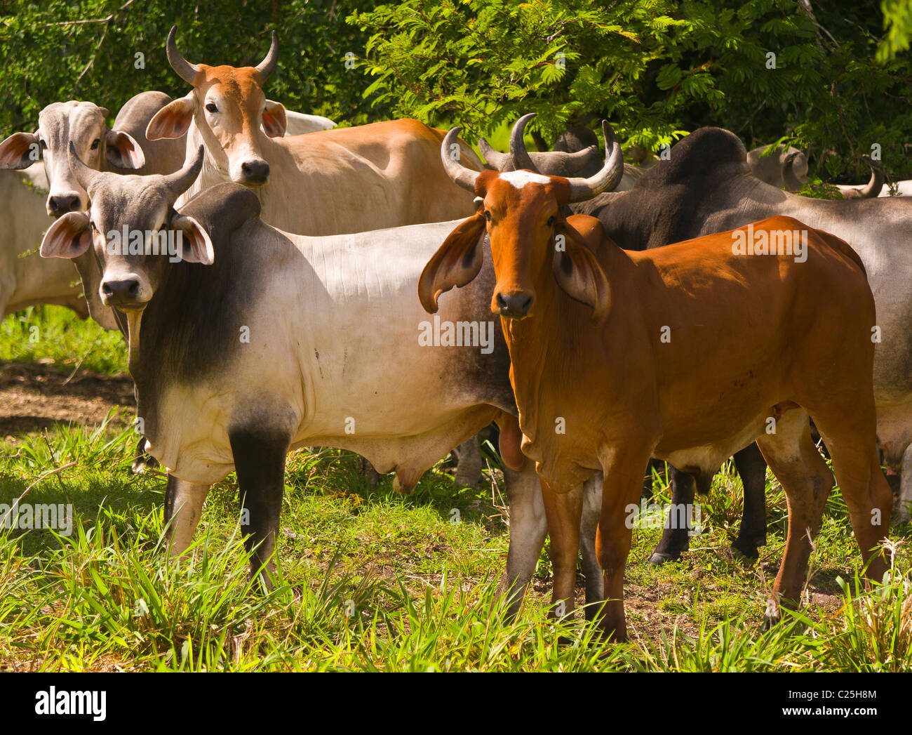 PETEN, GUATEMALA - Zebu-Rinder auf der Weide. Zebu-Rinder sind besser ...