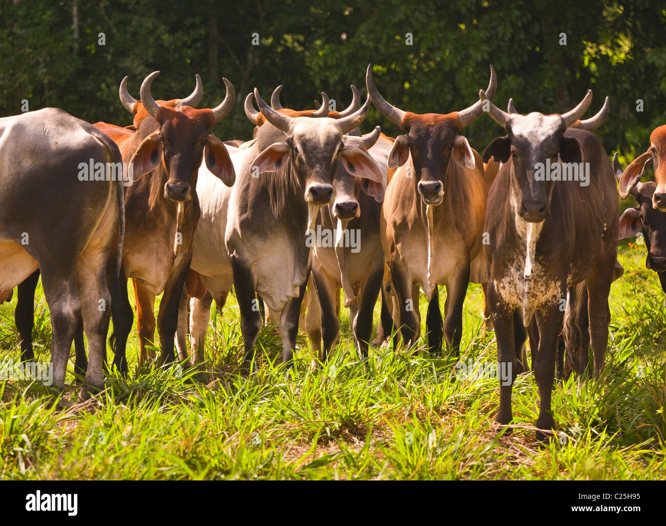 Zebu rinder -Fotos und -Bildmaterial in hoher Auflösung – Alamy