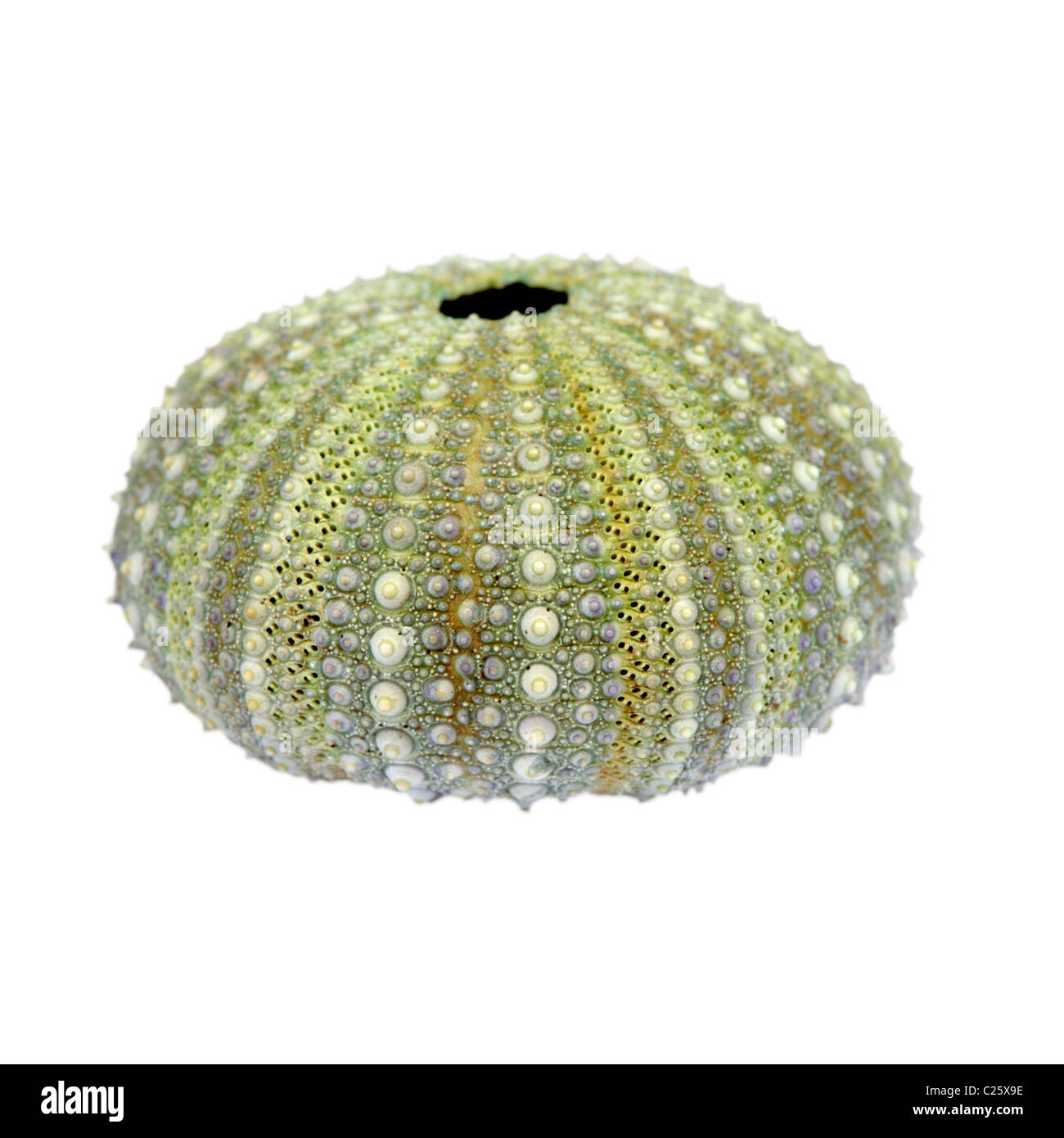 Seeigel isoliert -Fotos und -Bildmaterial in hoher Auflösung – Alamy