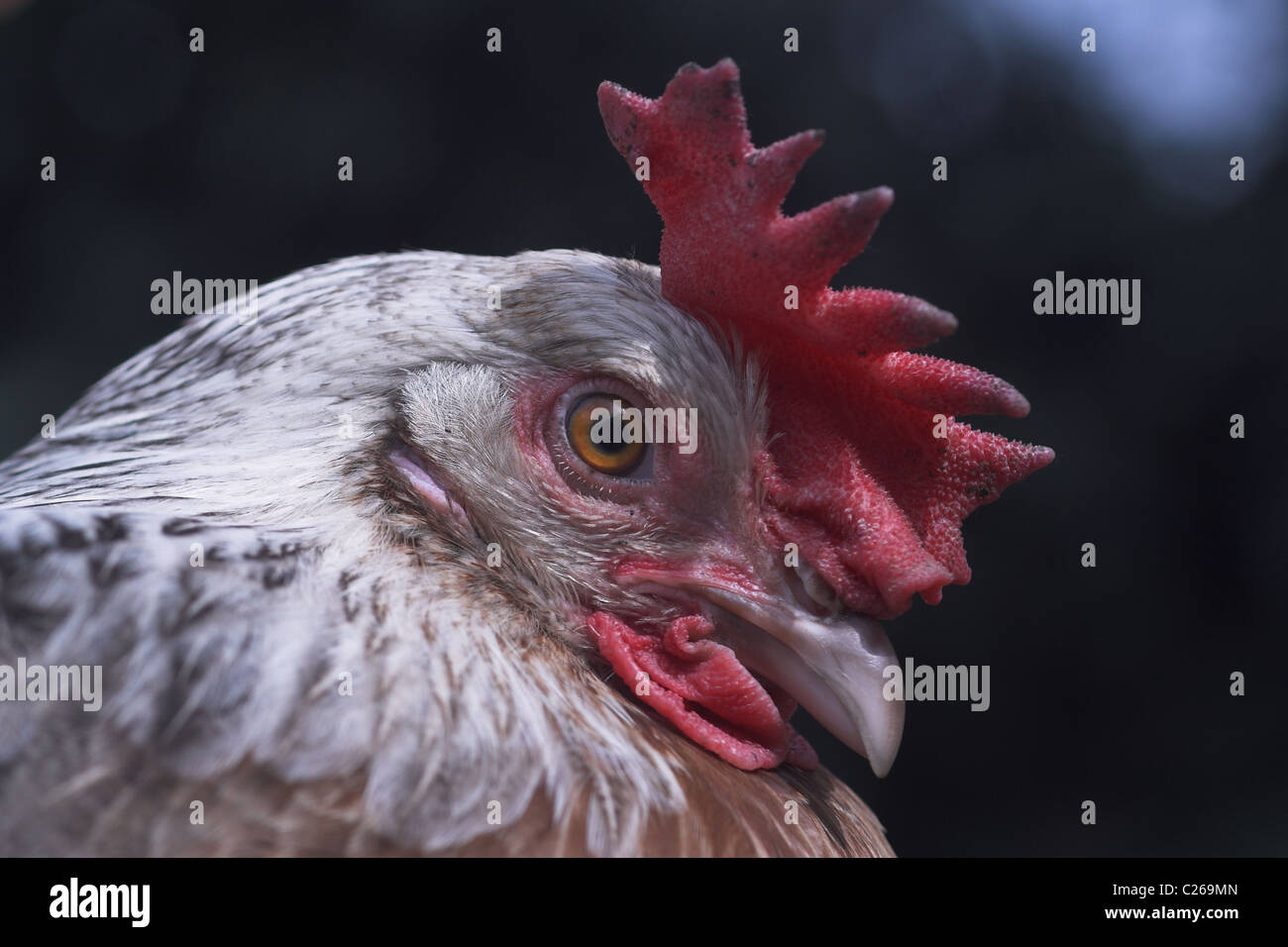 Reines hunderassen -Fotos und -Bildmaterial in hoher Auflösung – Alamy