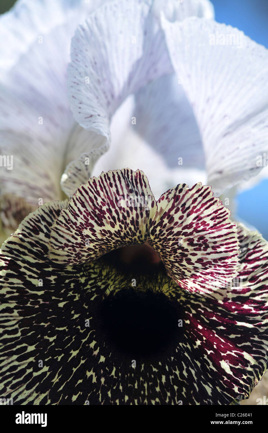 Nazareth-Iris (Iris Bismarckiana) Bilder aus dem Monat Mount Gilboa ...