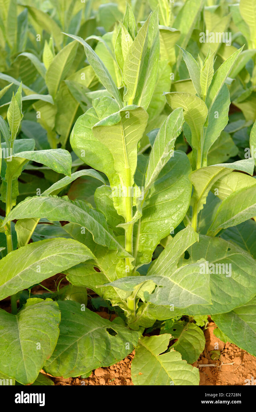 Zigarrenfabrik museum -Fotos und -Bildmaterial in hoher Auflösung – Alamy