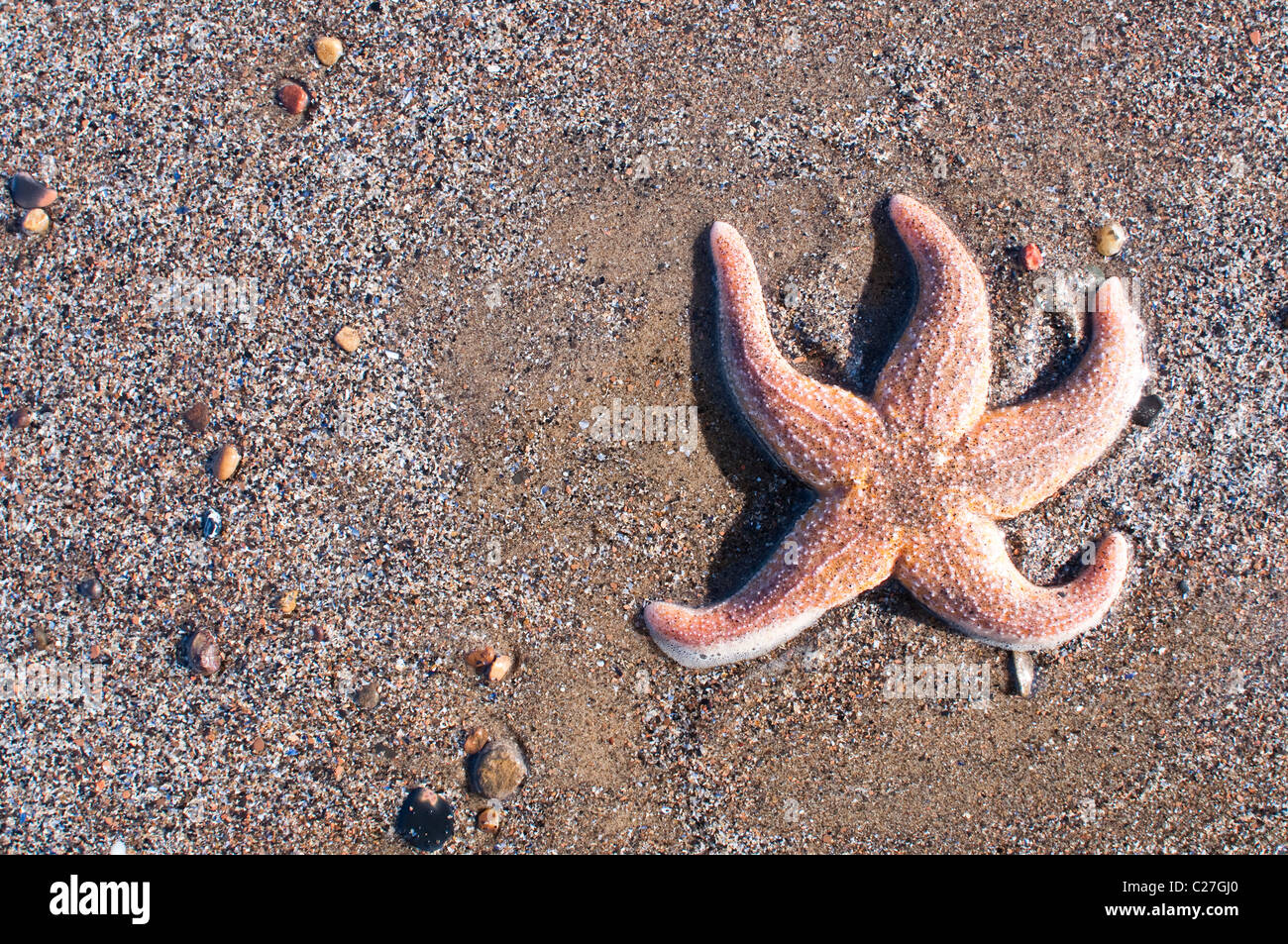 Nordsee seestern -Fotos und -Bildmaterial in hoher Auflösung – Alamy