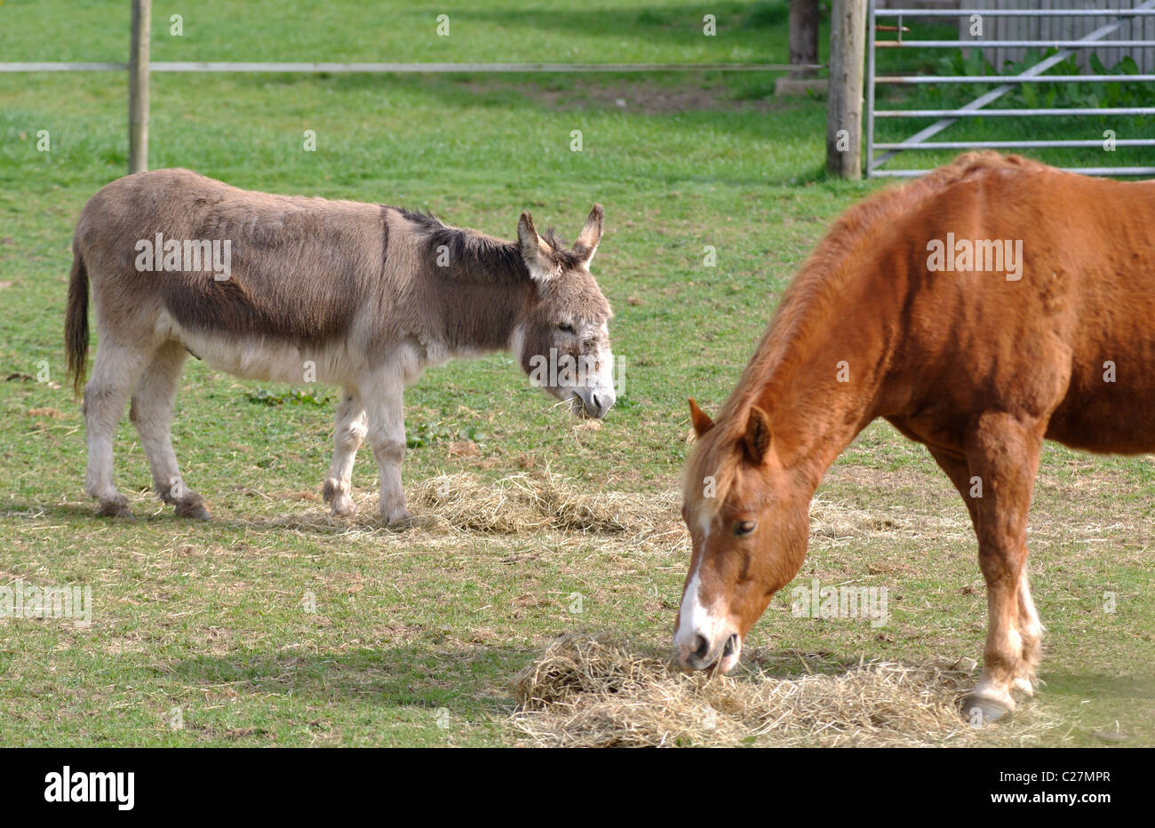 Esel pferd -Fotos und -Bildmaterial in hoher Auflösung – Alamy