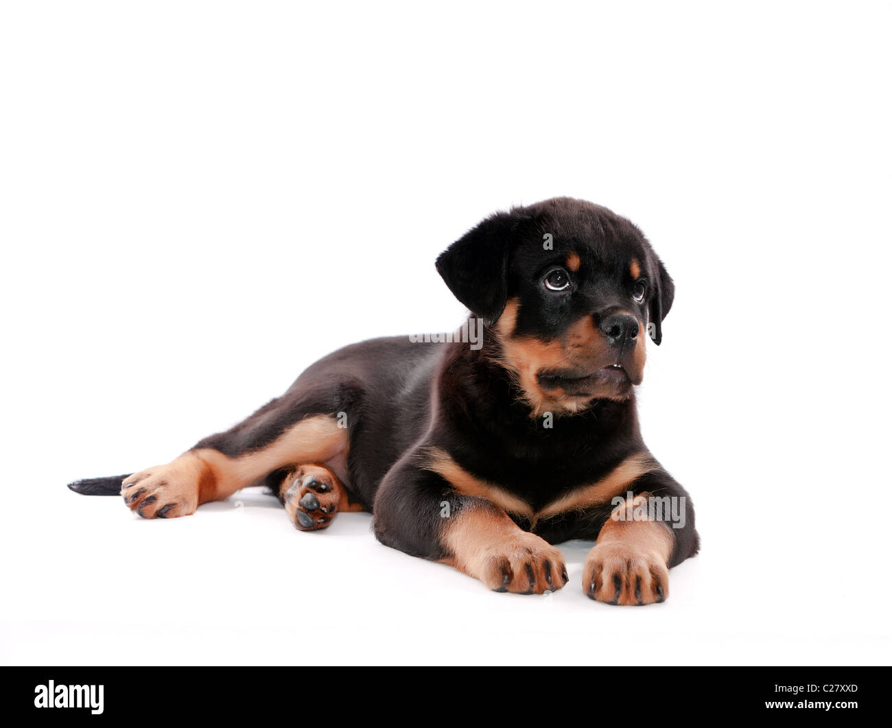 Rottweiler Puppy Stockfotos und -bilder Kaufen - Alamy