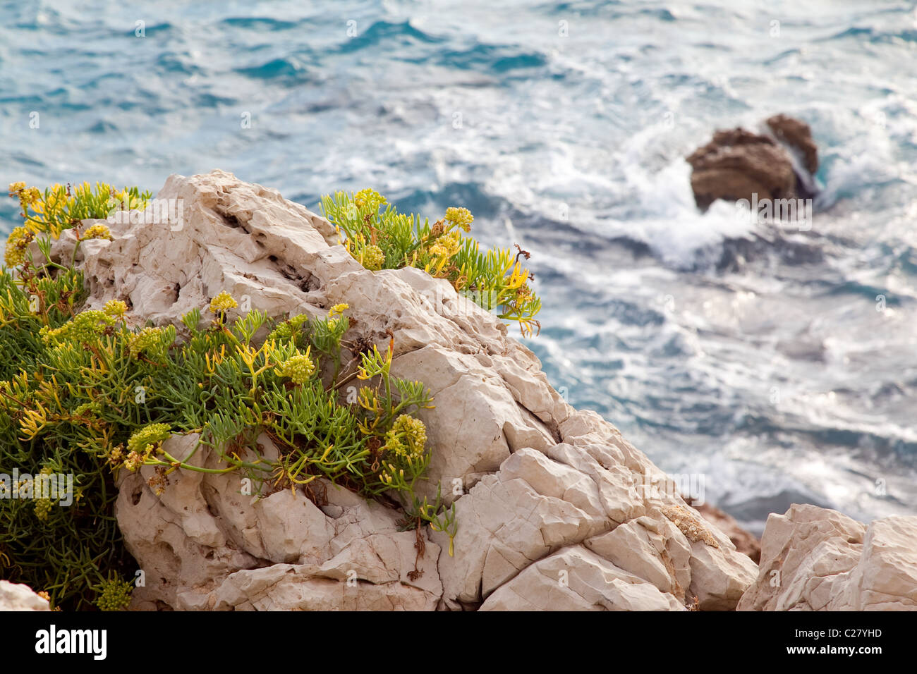 Sea plants -Fotos und -Bildmaterial in hoher Auflösung – Alamy