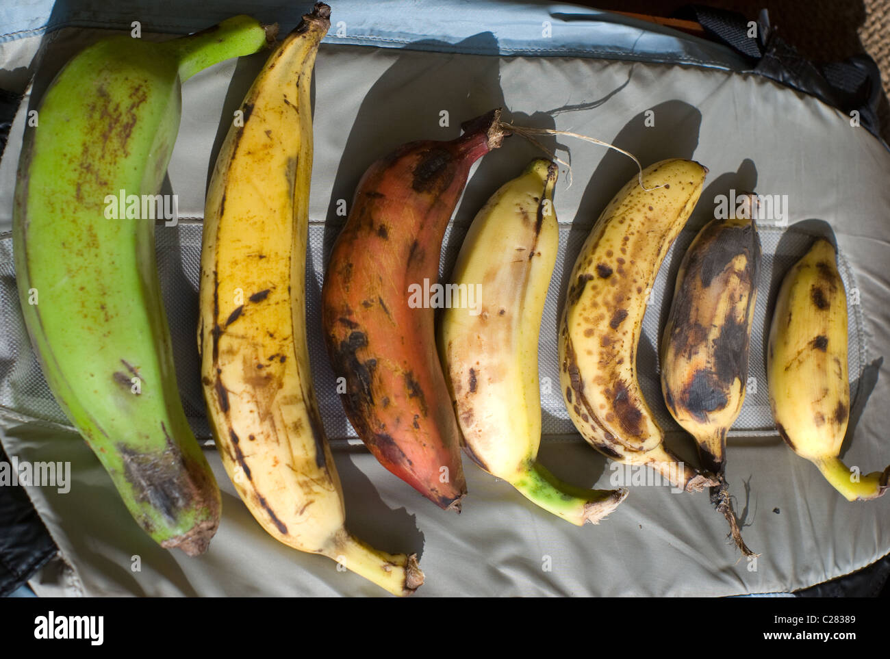 Cavendish banane -Fotos und -Bildmaterial in hoher Auflösung – Alamy