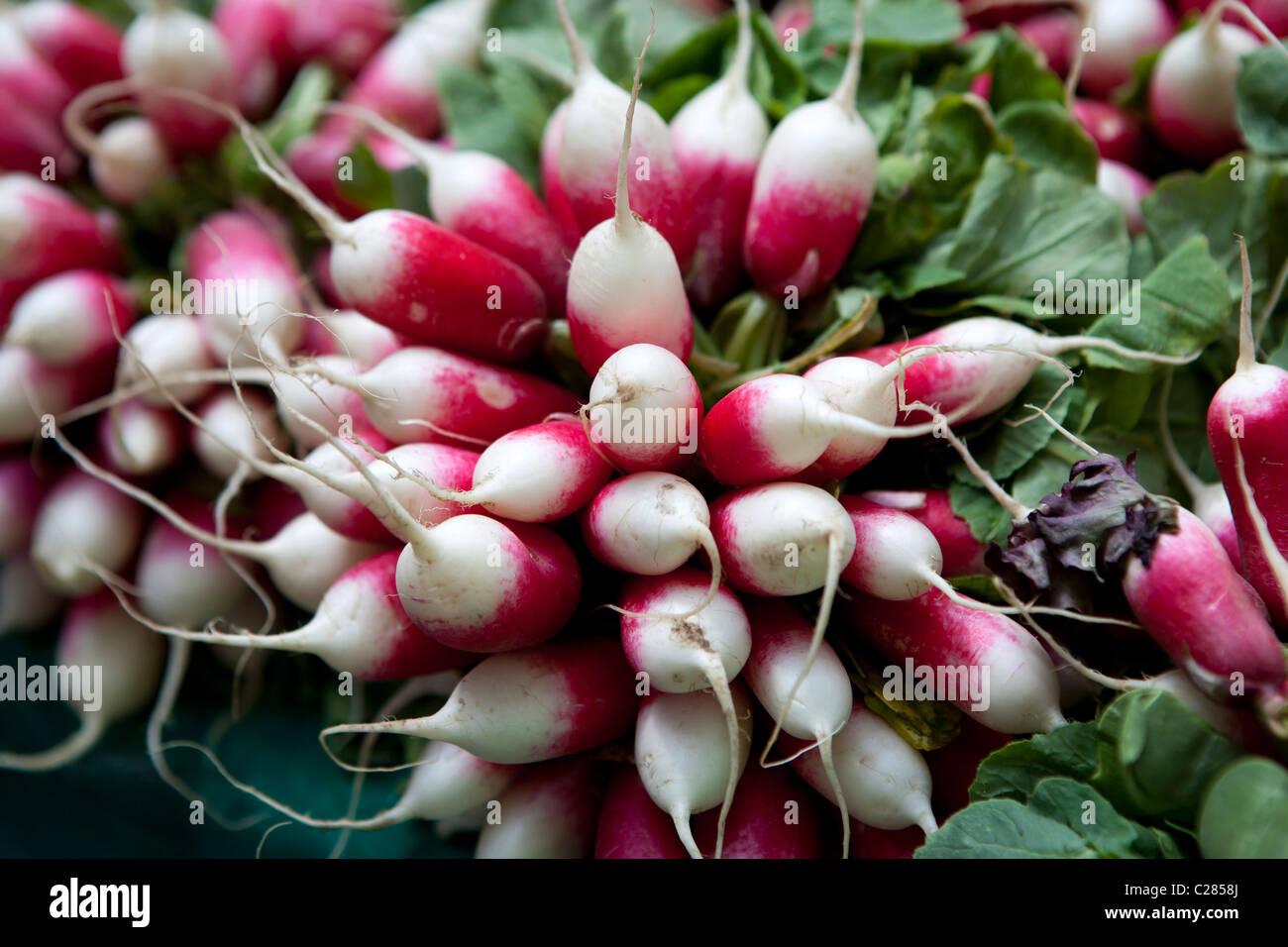 Radieschen im bund -Fotos und -Bildmaterial in hoher Auflösung – Alamy